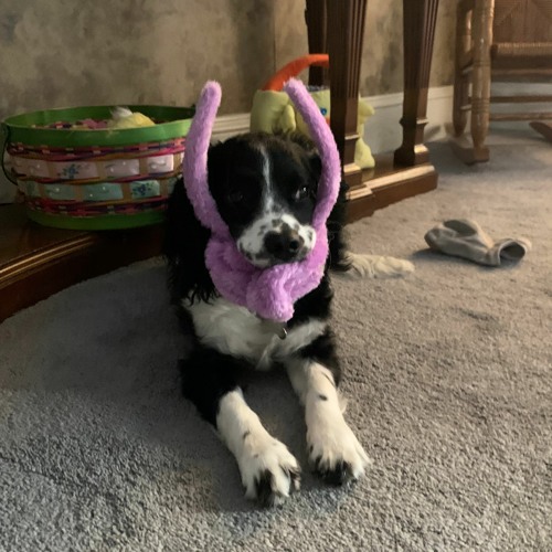 Stream my pup milo (take 2)! by angela's music tech vibez | Listen ...