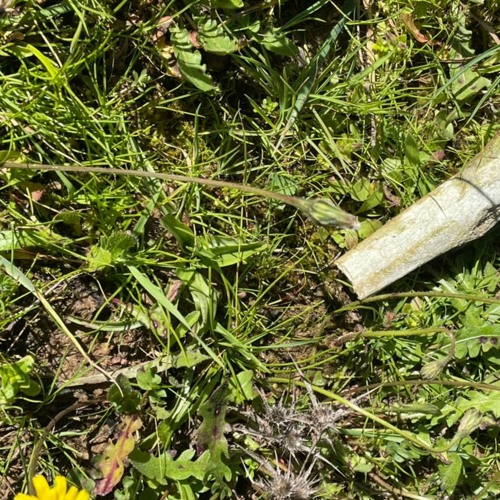 Stream Montado 04-Hillside soil covered with weeds and dandelions by ...