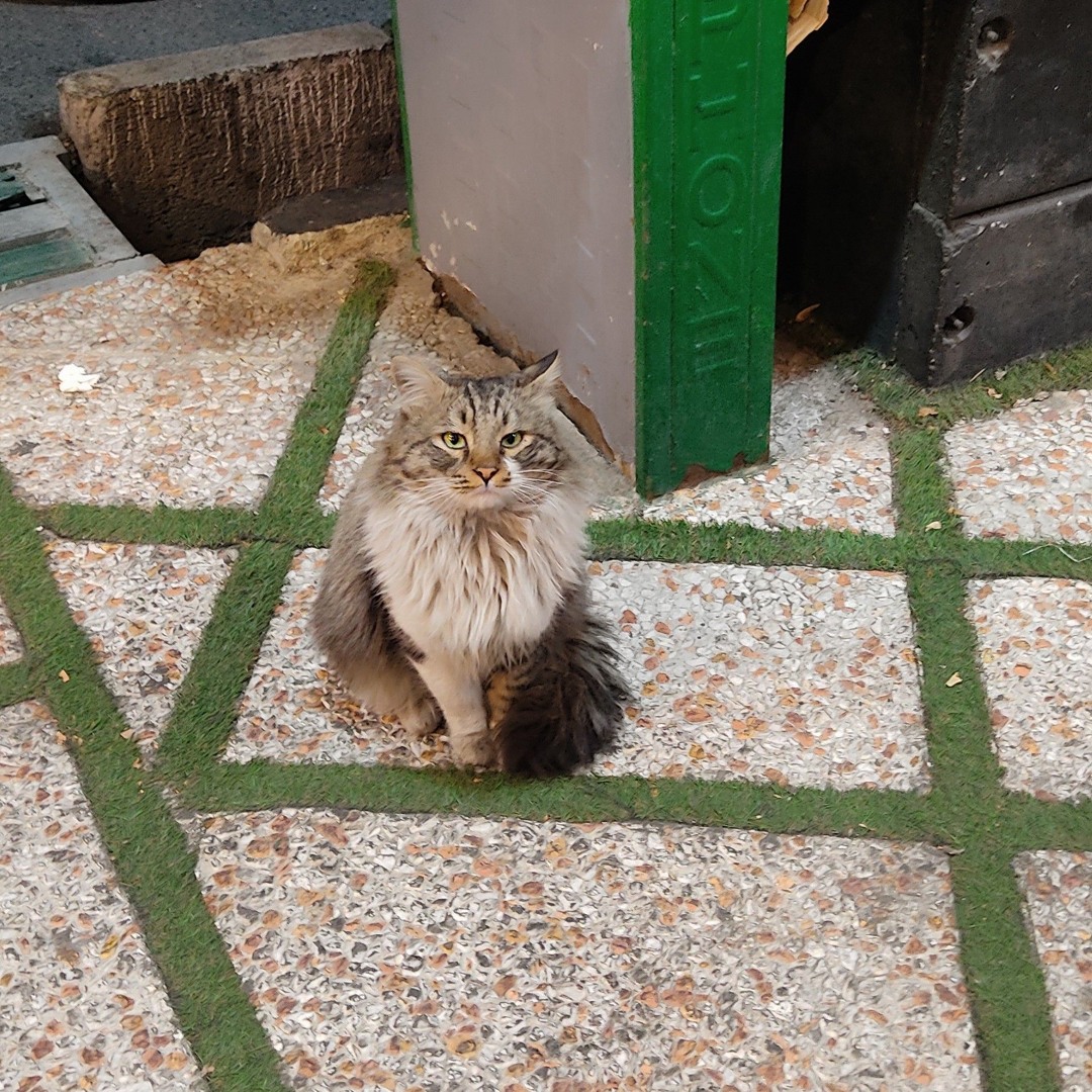 Stream Dariush Tabahkar - Tehroon (Remix by Piri) by Mhdi | Listen ...