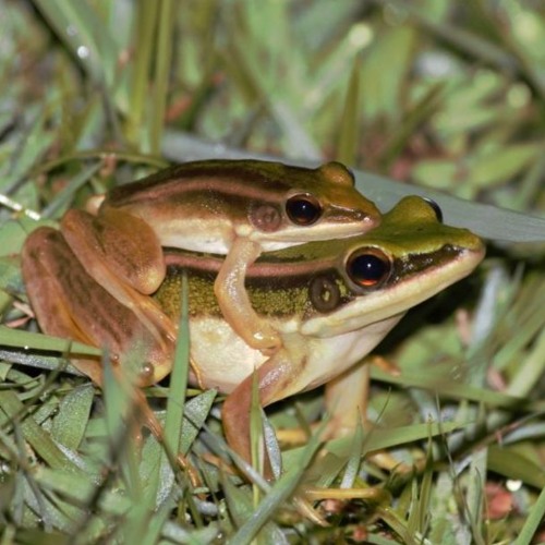 Stream Hylarana erythraea (Common Green Paddy Frog) by Herpetological ...