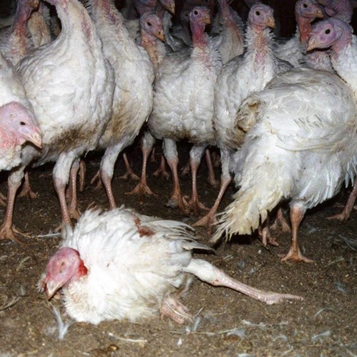 Stream episode The 7th Almost Annual Turkey Slaughter by The New Flesh ...