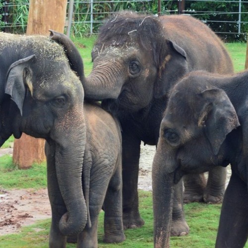 Stream episode Elephants Can Use Water As Tool by Ashley Piccone ...