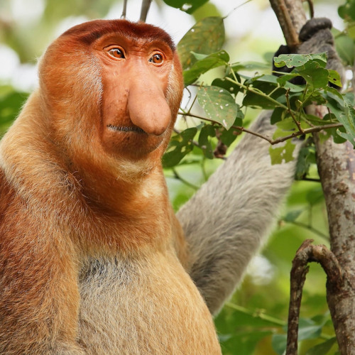 Stream big monke by im cool wbu | Listen online for free on SoundCloud