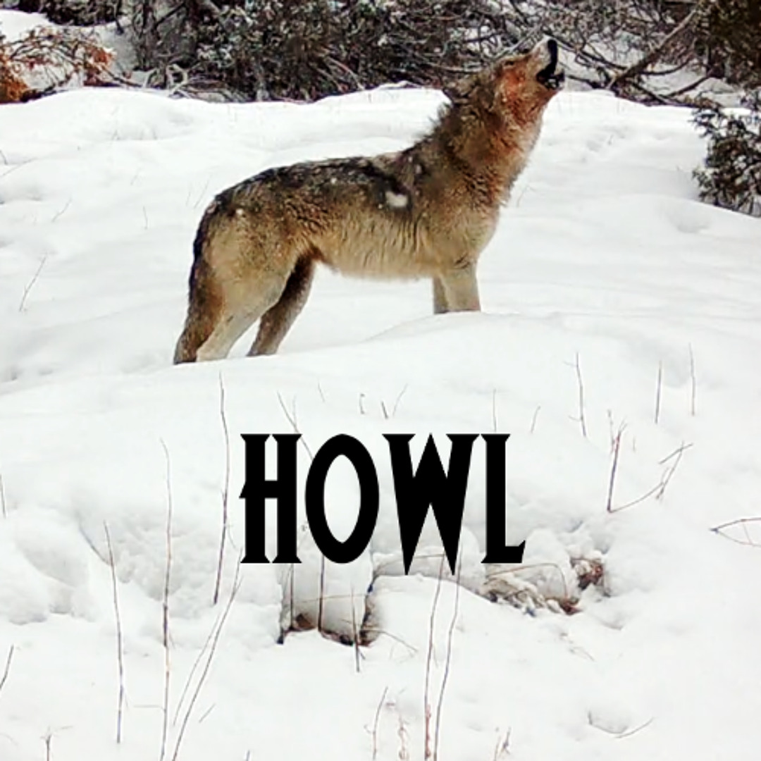 Stream Introduction to Howl: The Secret Language of Wolves by The Cry ...