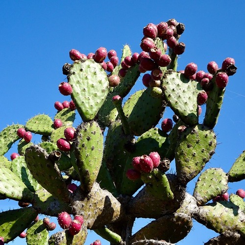 Stream The Prickly Pear (for String Quartet and Percussion) by Luca ...
