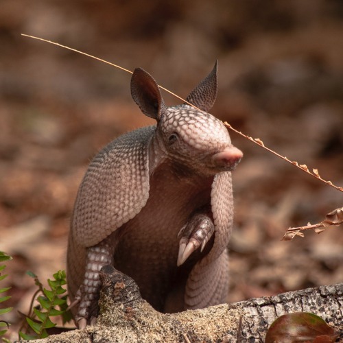 Stream Possum On The Half-Shell by Leon Steward | Listen online for ...