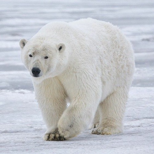 Stream == JOGAMENTO PRA TROPA DO URSO BRANCO ( DJ TIM MAIA DA PACIÊNCIA ...