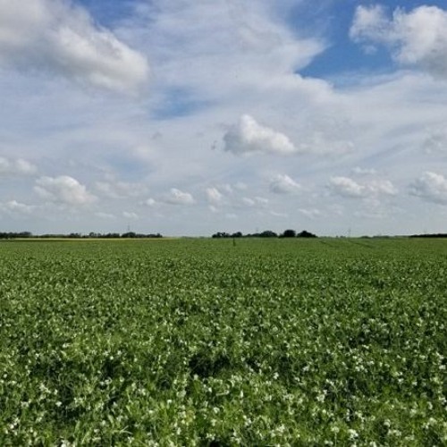 Stream Alice McFarlane with Bruce Burnett by paNOW | Listen online for ...