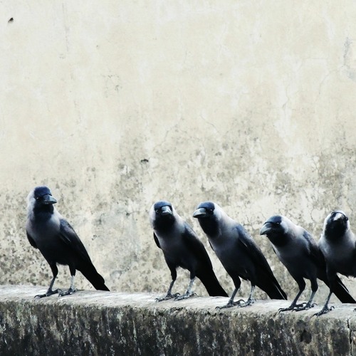 Crows Attacking People