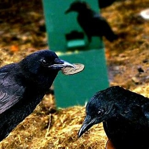 Stream Army of Coin Collecting Crows in NYC is My 401K by DJ Selful ...