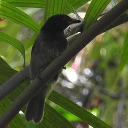 Stream Lengelel a Tutau by Jim Geselbracht | Listen online for free on ...