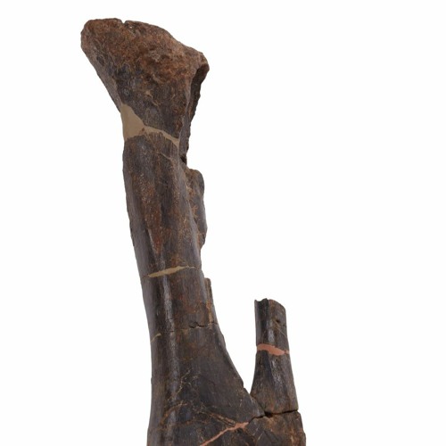 Stream TÍBIA DE STEGOSAURUS by MCCB | Listen online for free on SoundCloud