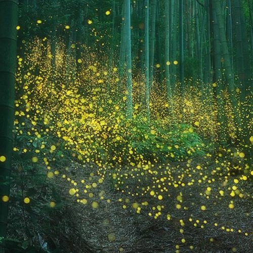 Stream HYMN — For Everyone Born by Music at St Philip Presbyterian ...