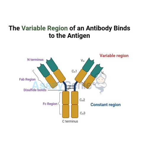 Stream episode Antibody Structure and Function in Immunology and Cancer ...