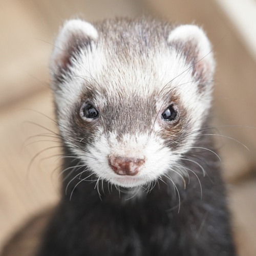 Stream episode A ferret hanging off Mr Chrystal's ear by Culture Vannin ...