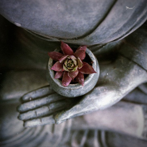 Stream How Do I Hold All Of This? by North Carolina Zen Center | Listen ...