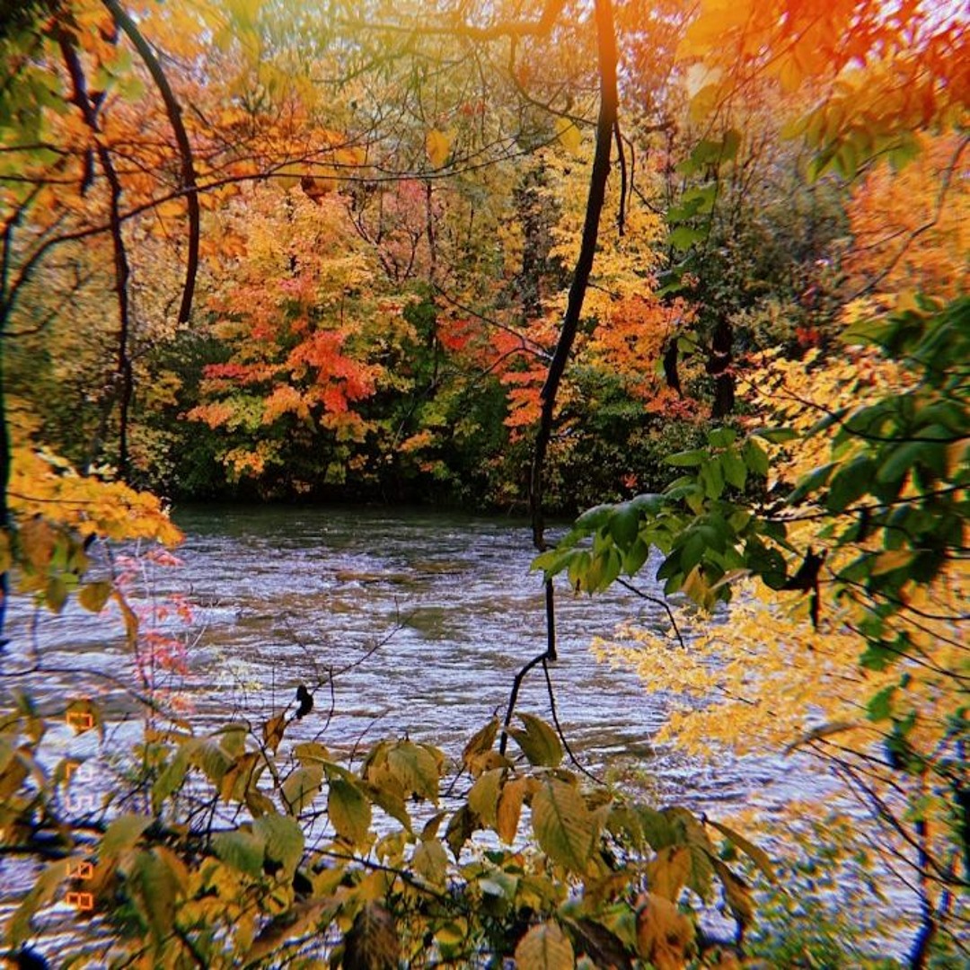 Stream "Sea Oak" by George Saunders from Gabrielle Wilkosz | Listen ...