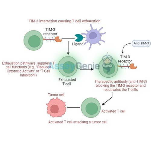 Stream episode TIM - 3 Targeting T Cell Exhaustion For Better ...