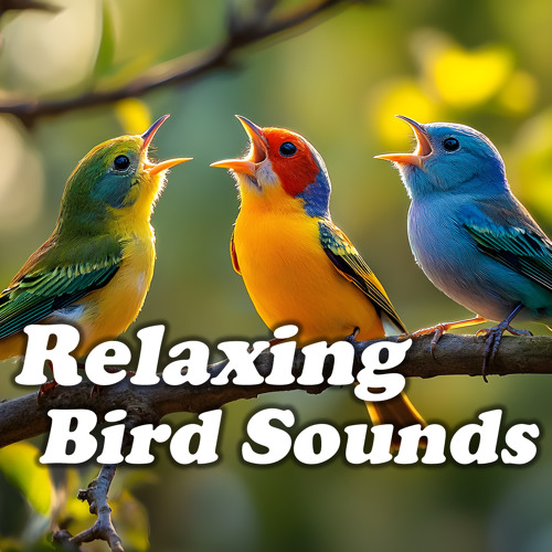 Stream Whispering Bird Sounds by Relaxing Bird Sounds | Listen online ...