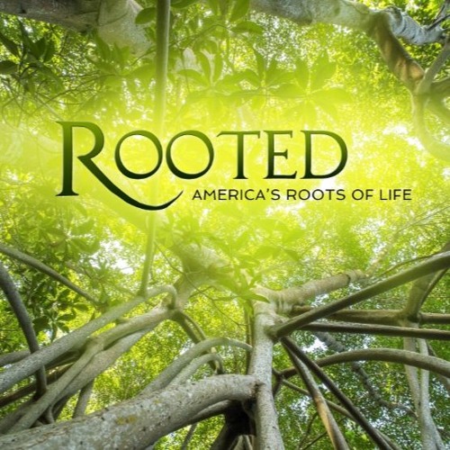 Stream Antoni Schonken | Listen to Rooted: The Last Stand (selected ...
