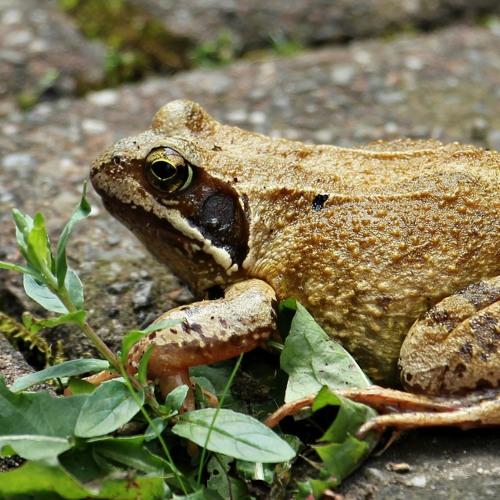 Stream Toads, Frogs, From The Sewer, Kuala Tahan, Malaysia by Sound ...