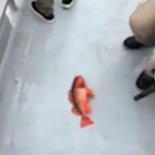 Stream SΛLMON | Listen to Salmon's goofy Uptempo/Zaag playlist playlist ...