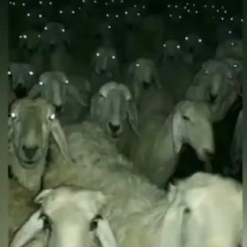 Stream SLAUGHTERHOUSE Song [Geometry Dash] by kalugod90 | Listen online ...