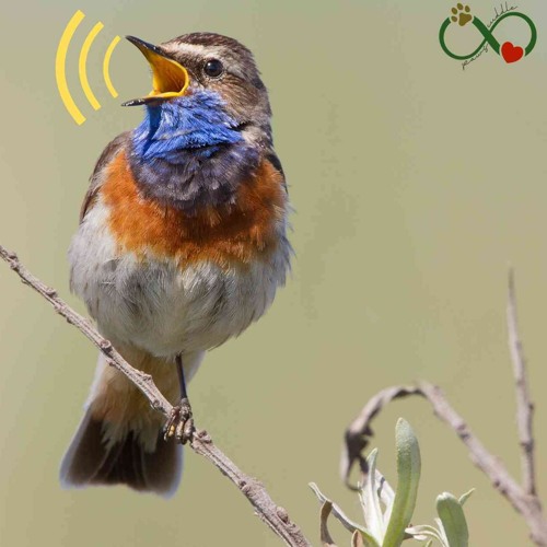 Stream What Kinds Of Sounds Do Birds Make - Pawscuddle.com by Ultimate ...