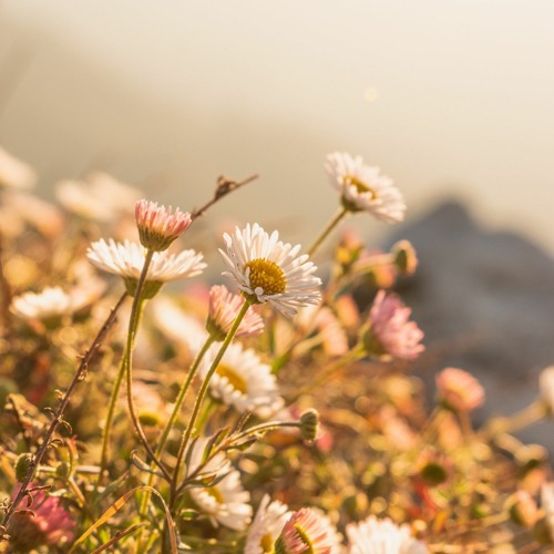 Stream Faye Fox by Otis Chambers | Listen online for free on SoundCloud