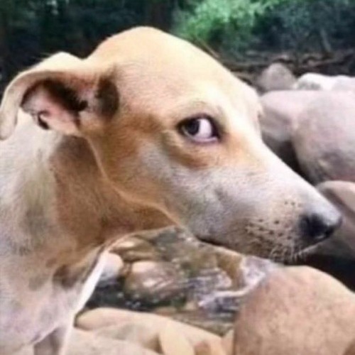 Stream Dead Rising 2-The Twins Boss fight music by 2Meal | Listen ...