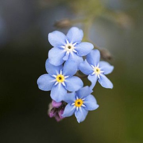 Stream Alvaro Calmet - VMN July Mix 2021 by 909 | Listen online for ...