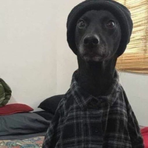 Stream El Perro - Drago Cholo (2015) by Fat Duck | Listen online for free on SoundCloud