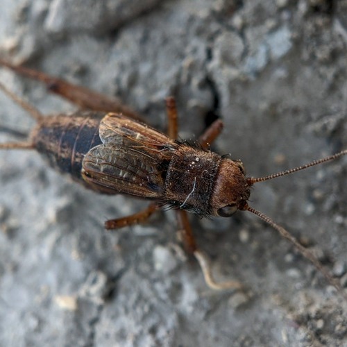 Striped Cricket Ground