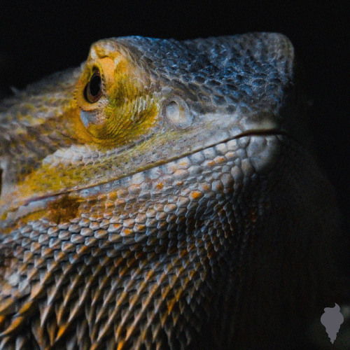 Stream MISFIT by Jai Winter | Listen online for free on SoundCloud