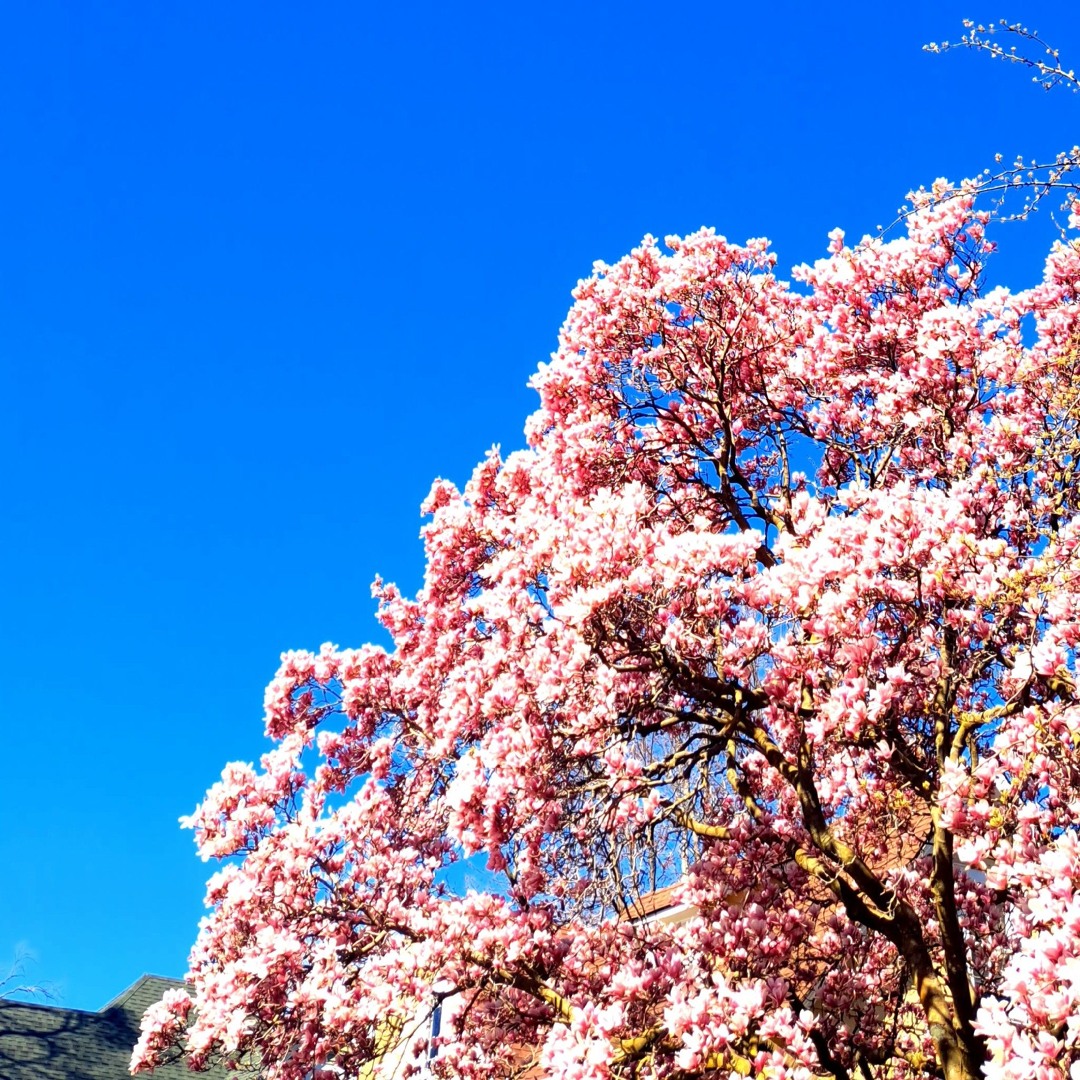 Stream Gibran Alcocer - Solas (Cover)-Kurate Music.mp3 by Test Tom ...