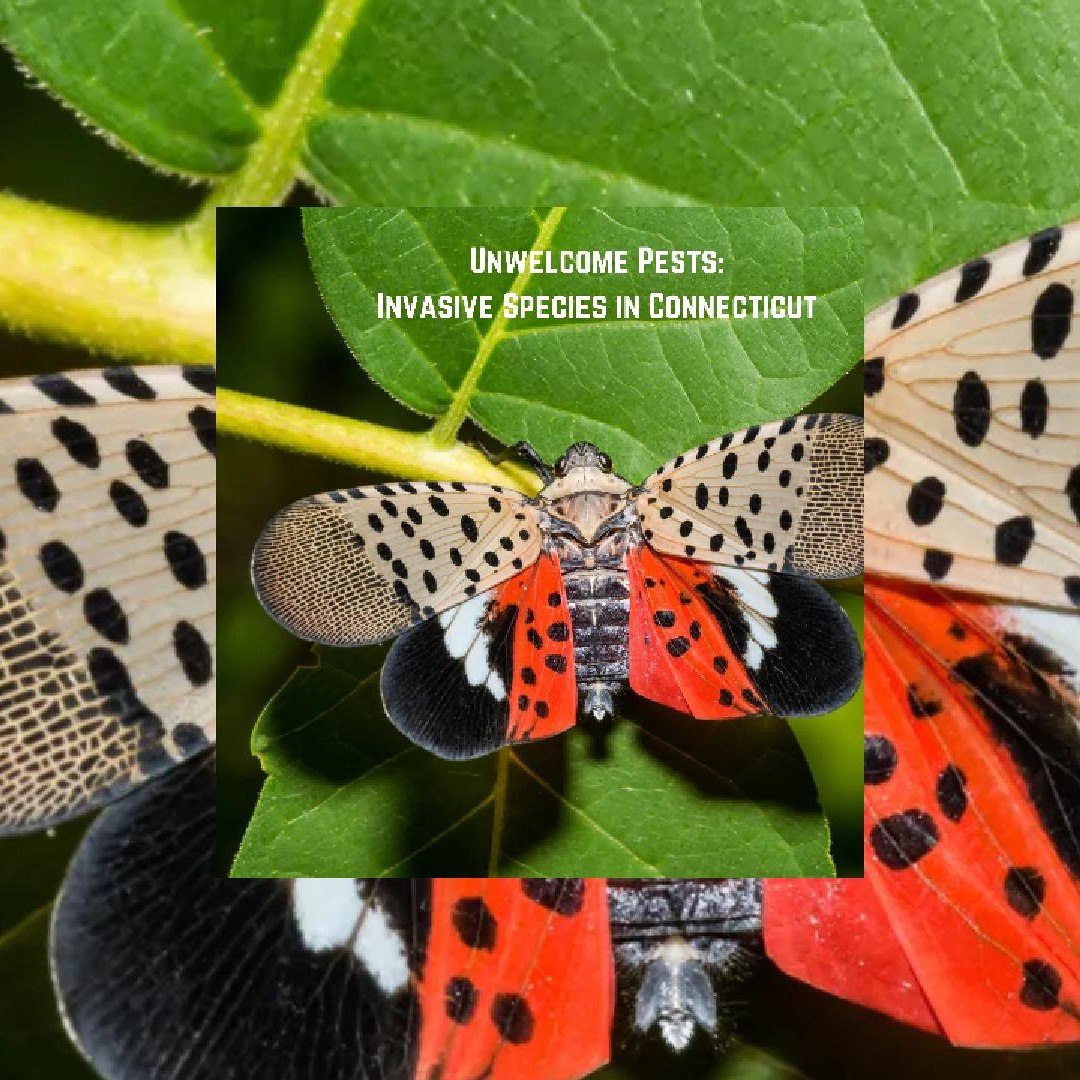 Stream Unwelcome Pests: Invasive Species in Connecticut by Waterbury ...