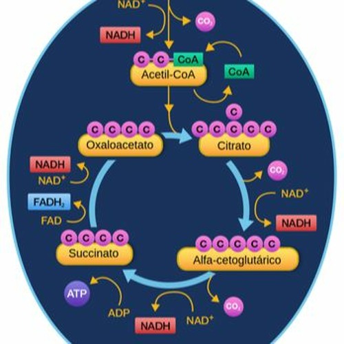 Stream episode DCastulo_Ciclo del ácido cítrico y cadena de respiración ...