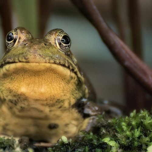 Stream Fat Jack Took Issue with the Bouncer by Leon Steward | Listen ...