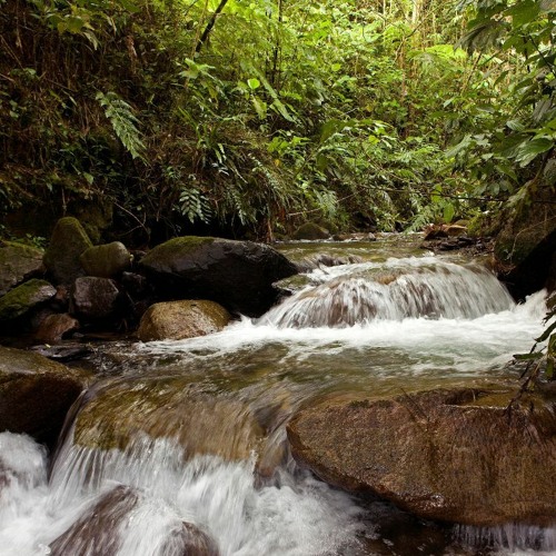 Stream Exploring the Wonders of Manu National Park: A Breathtaking ...