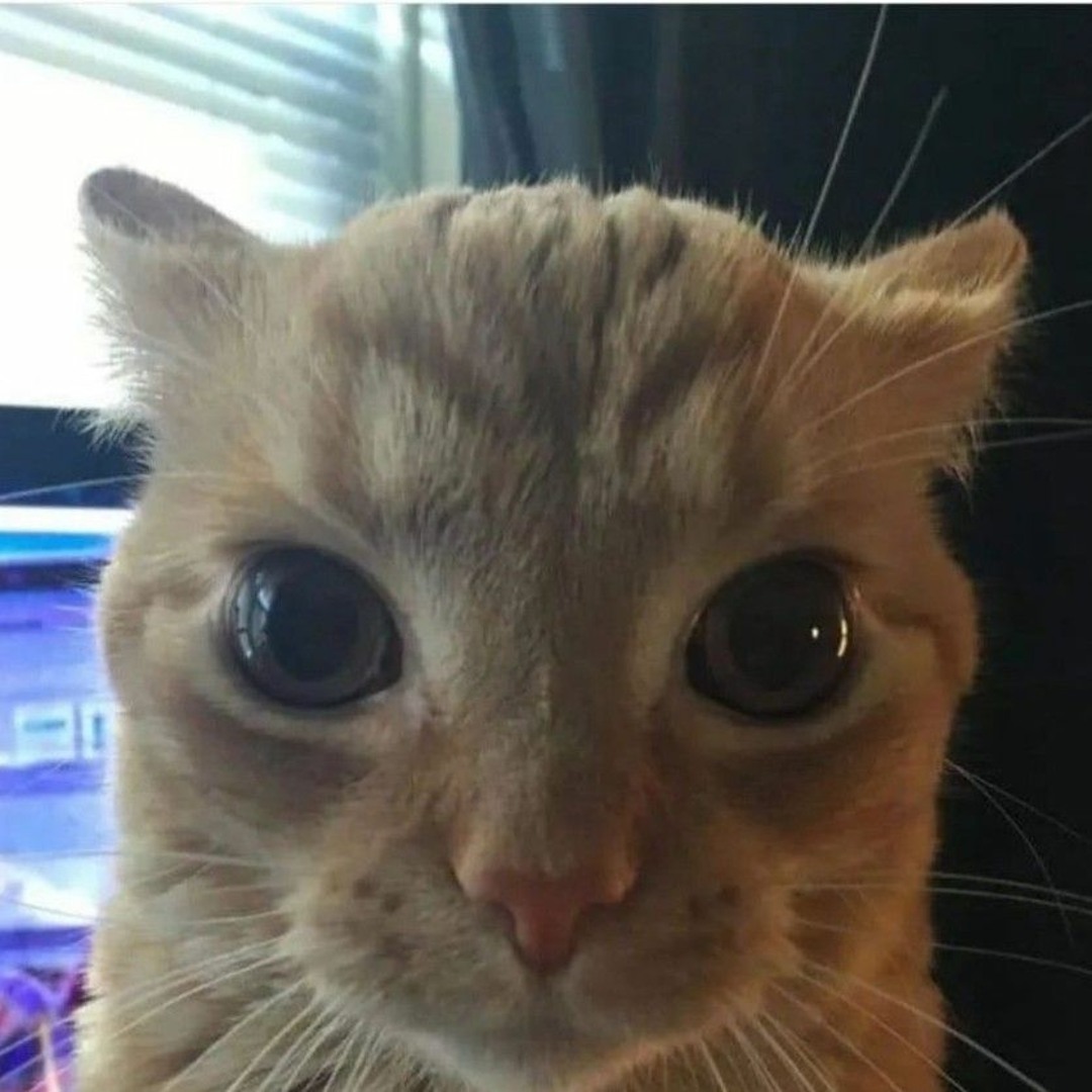 Stream from the start meowfey by Josexd | Listen online for free on ...