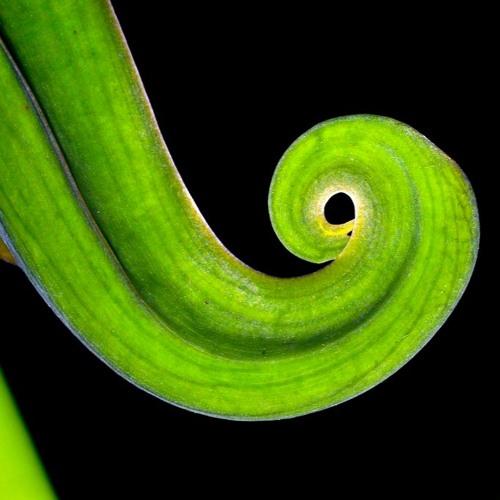 Stream Fibonacci Spiral By Donjuanmonn Listen Online For Free On
