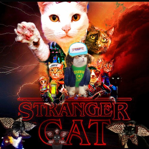 Stream STRANGER CAT by Crazy Cat (Official) | Listen online for free on ...