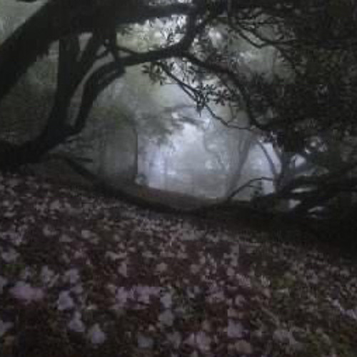 Stream dove (doll ver.) - antihoney (violin instrumental part looped ...