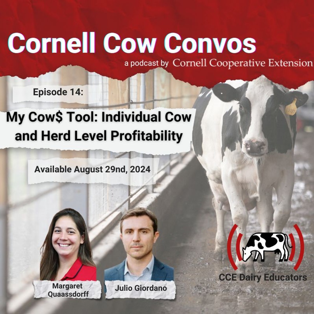 Stream episode Cornell Cow Convos E14 MyCow$ Tool – Individual Cow and ...