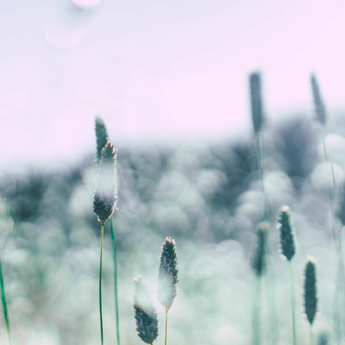 Stream Calming the Mind - Quick Practice by Jeddah Mali by Intelligent ...