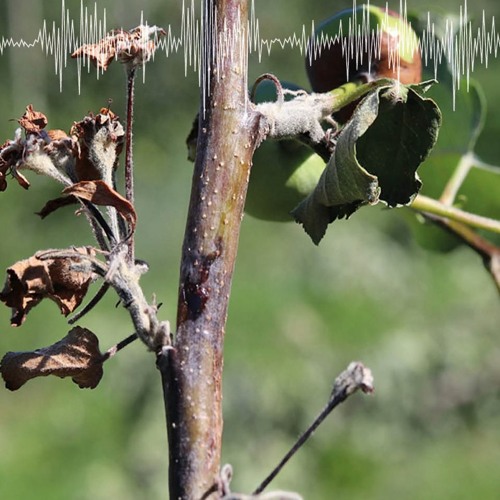 Stream episode Fighting Fire Blight In Organic Orchards - Dr Kenneth ...