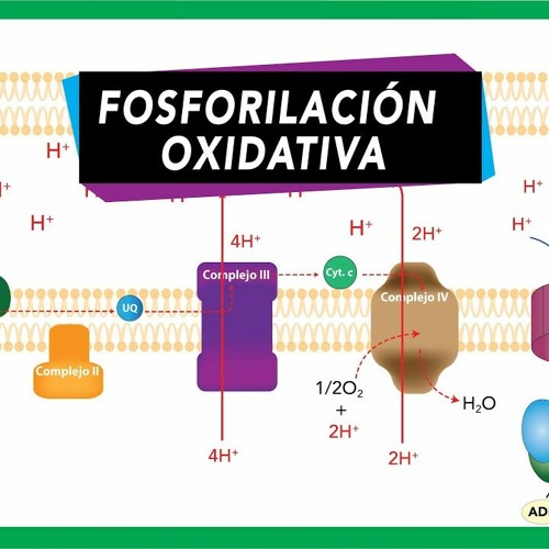 Stream Episode Ciclo De Krebs FosforilaciÓn Oxidativa By Alfredo 8404