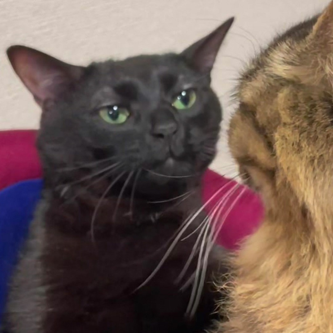 Stream Black Cat Zoning Out Meme Song by オーシャン // kardnoir | Listen ...