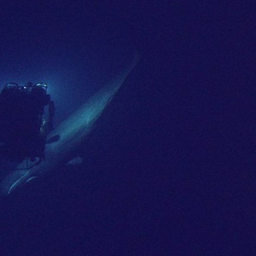 Stream The Whale- Demo by Samuel Marrs | Listen online for free on ...