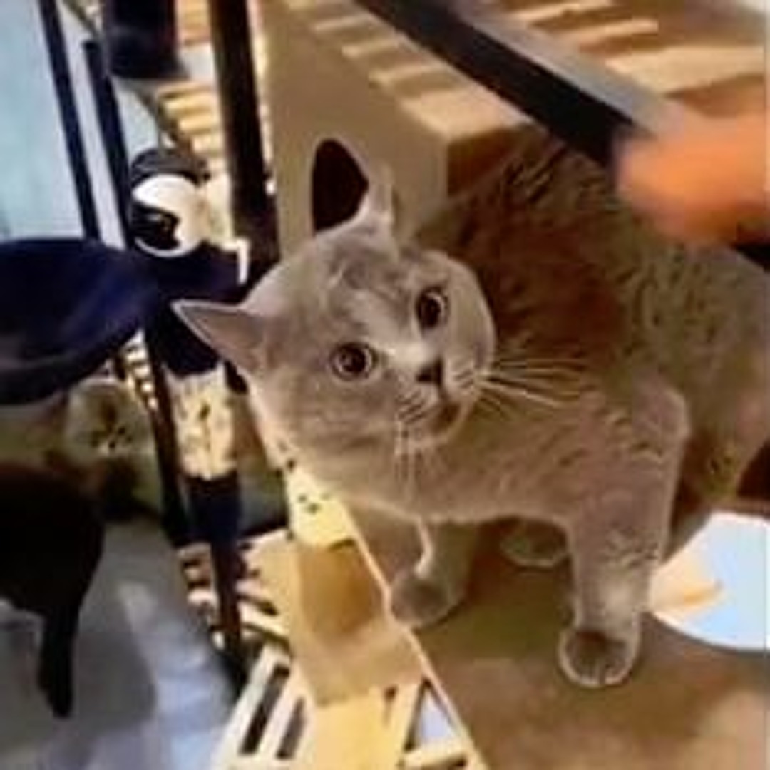 Stream Luga Luga Cat SYC Remix by SYC | Listen online for free on ...